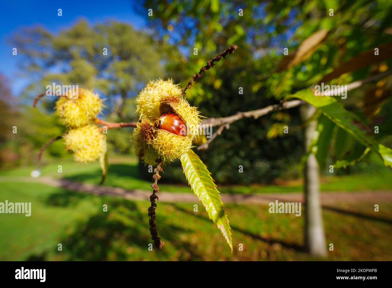 sweet chestnut fruits on a tree Stock Photo - Alamy