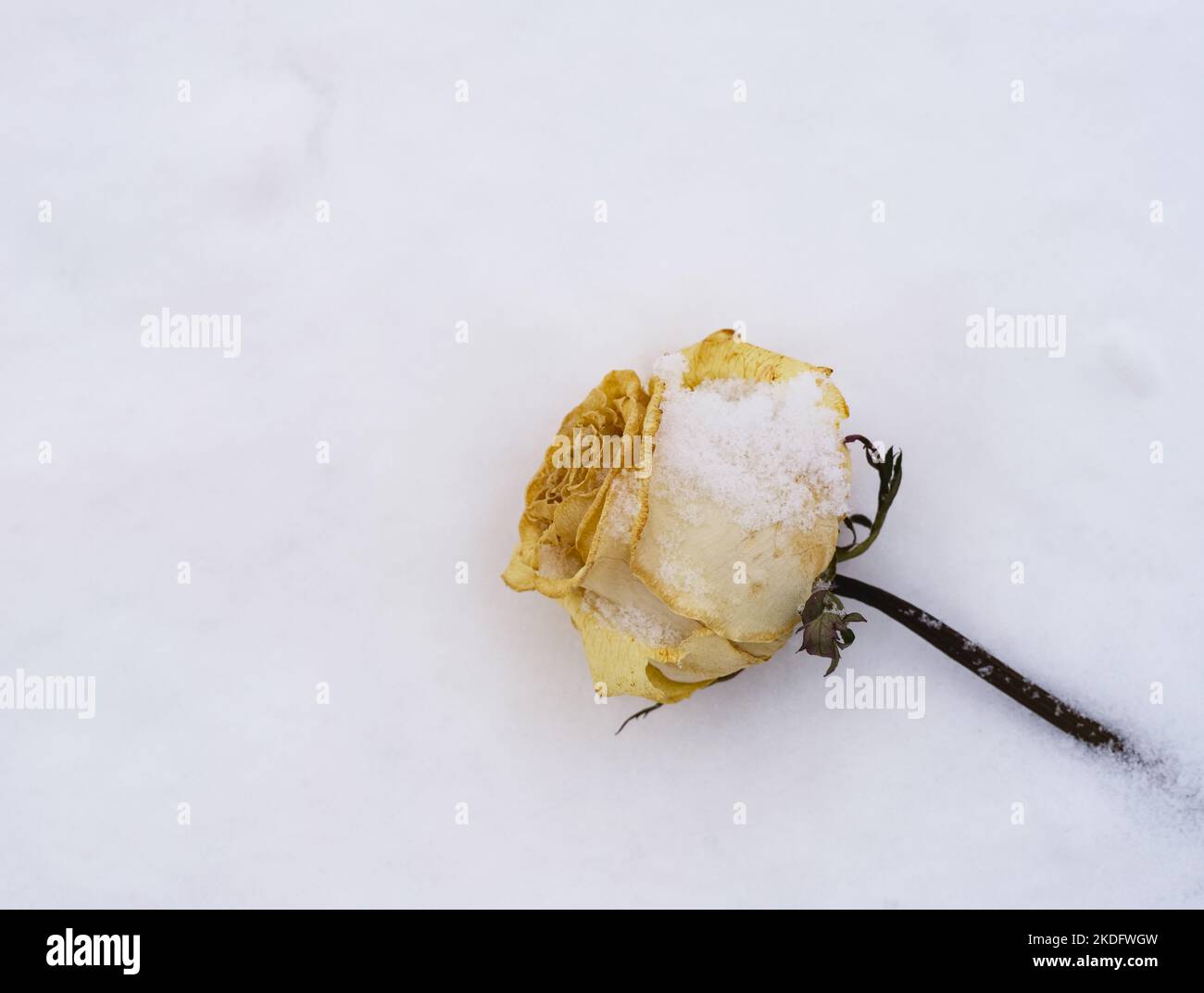 Laying a rose hi-res stock photography and images - Alamy