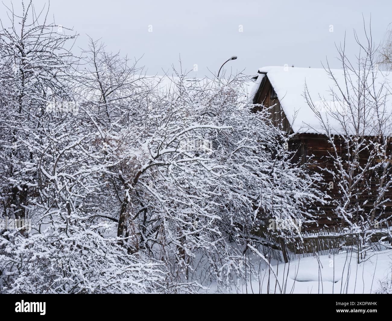 Winter time. Trees in an orchard and a old wooden house covered with ...