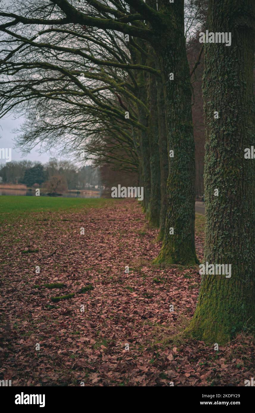 Rows of trees lining long empty park path in the autumn fall Stock ...