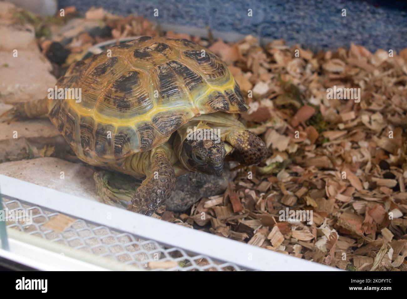 Land turtle in the aquarium on sand close up Stock Photo - Alamy