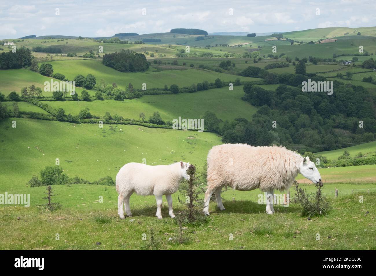 Sheep,grazing,graze,along,alongside,of,road,traffic,with,cattle grid ...