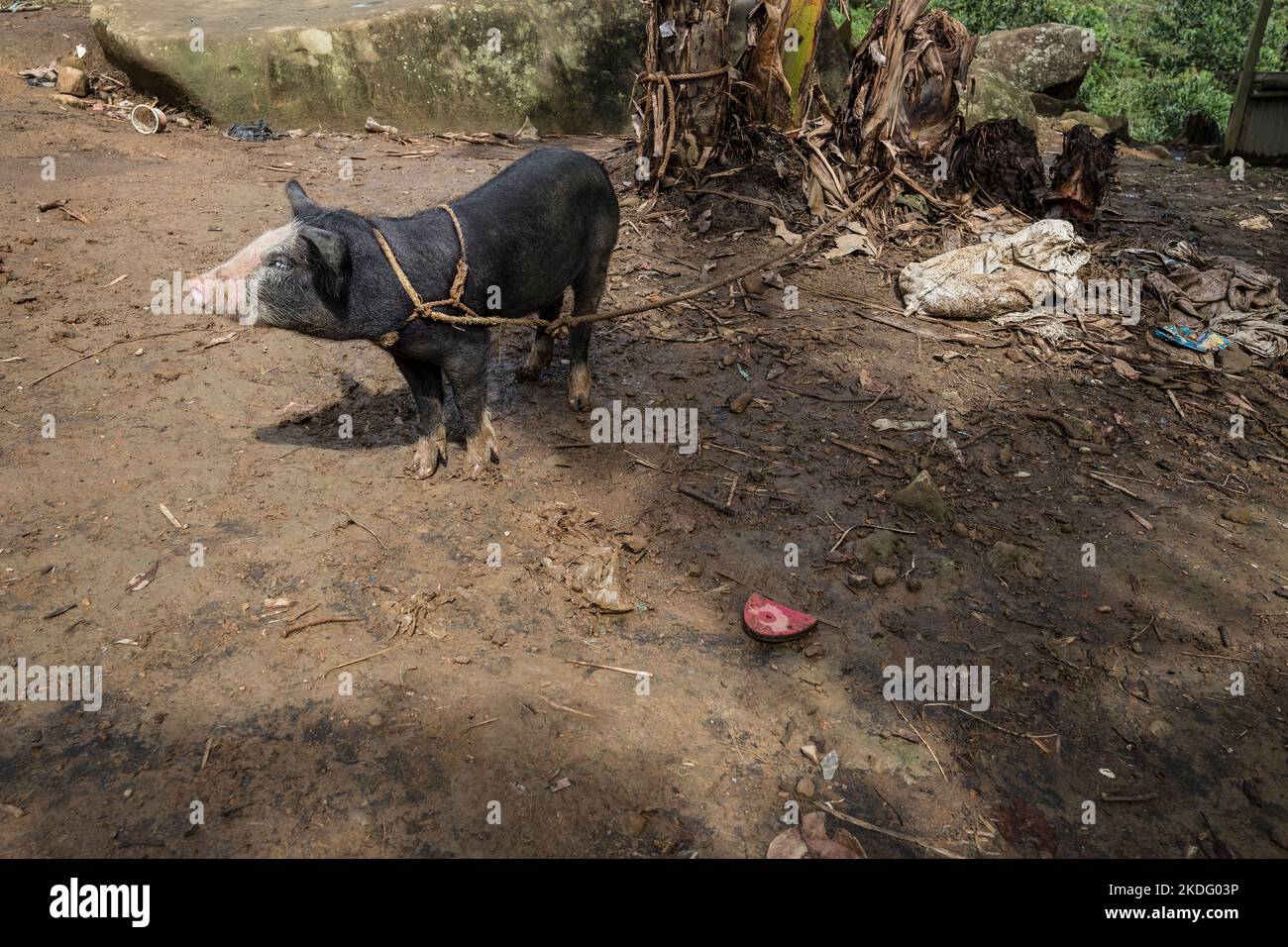 Aetas tribe, Negros island, Philippines Stock Photo - Alamy