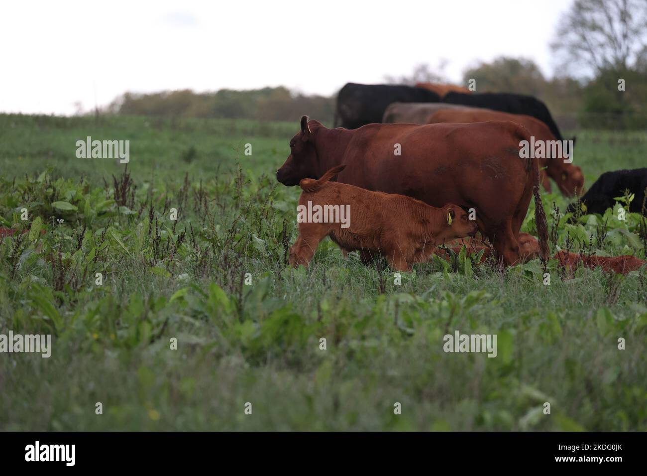 angus cow with her calf suckling milk on a meadow with green grass ...