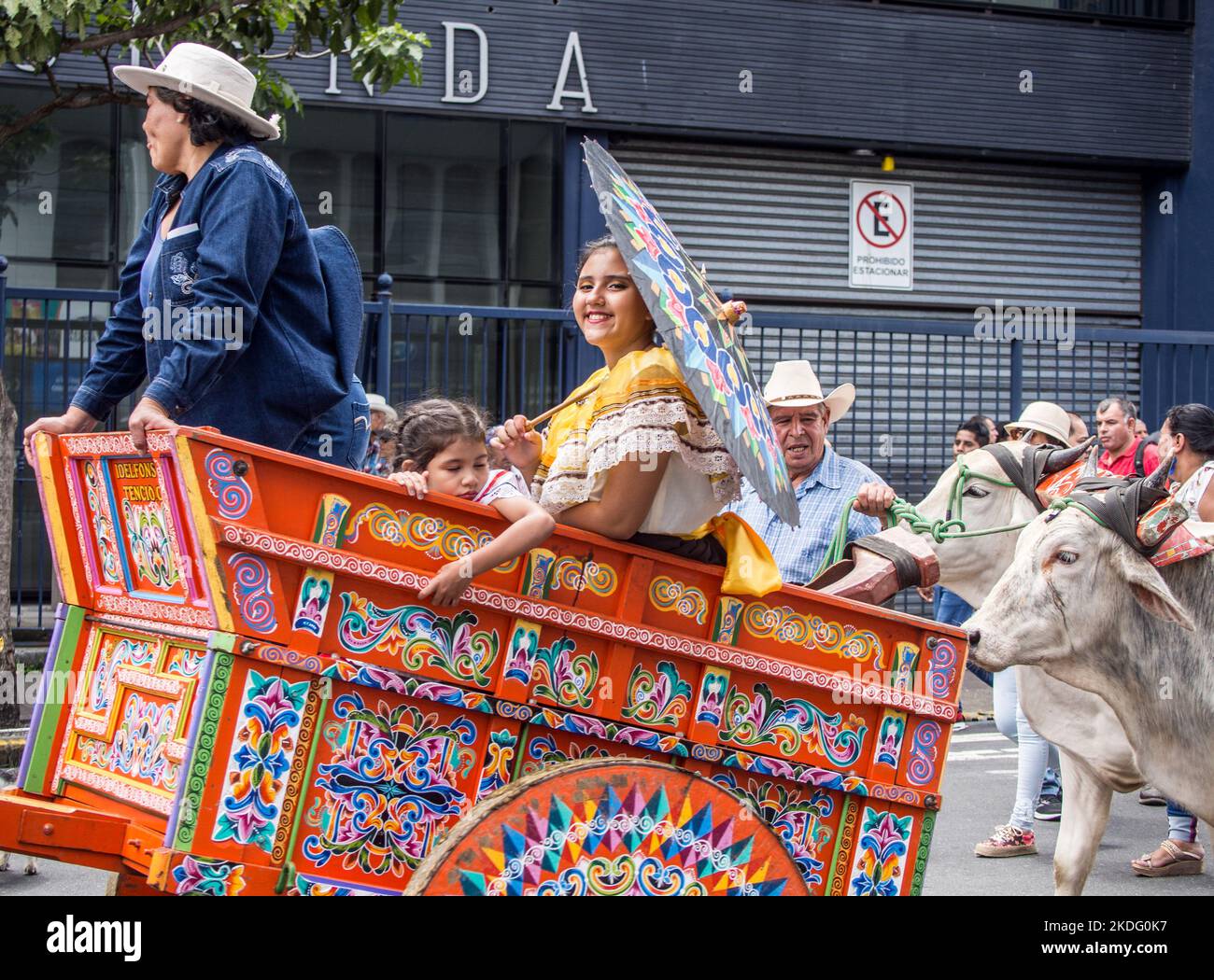 Young girl with a parasol riding in a traditional ox cart in a parade ...