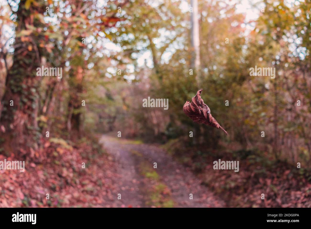 A leaf falling from a tree. Concept of autumn, fall, foliage. Blurred ...