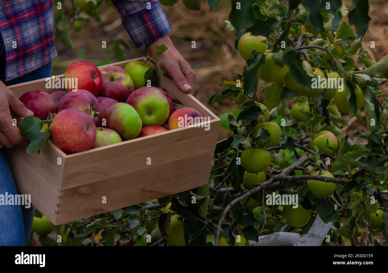 Farmer hands holding box with fresh ripe organic apples on farm ...