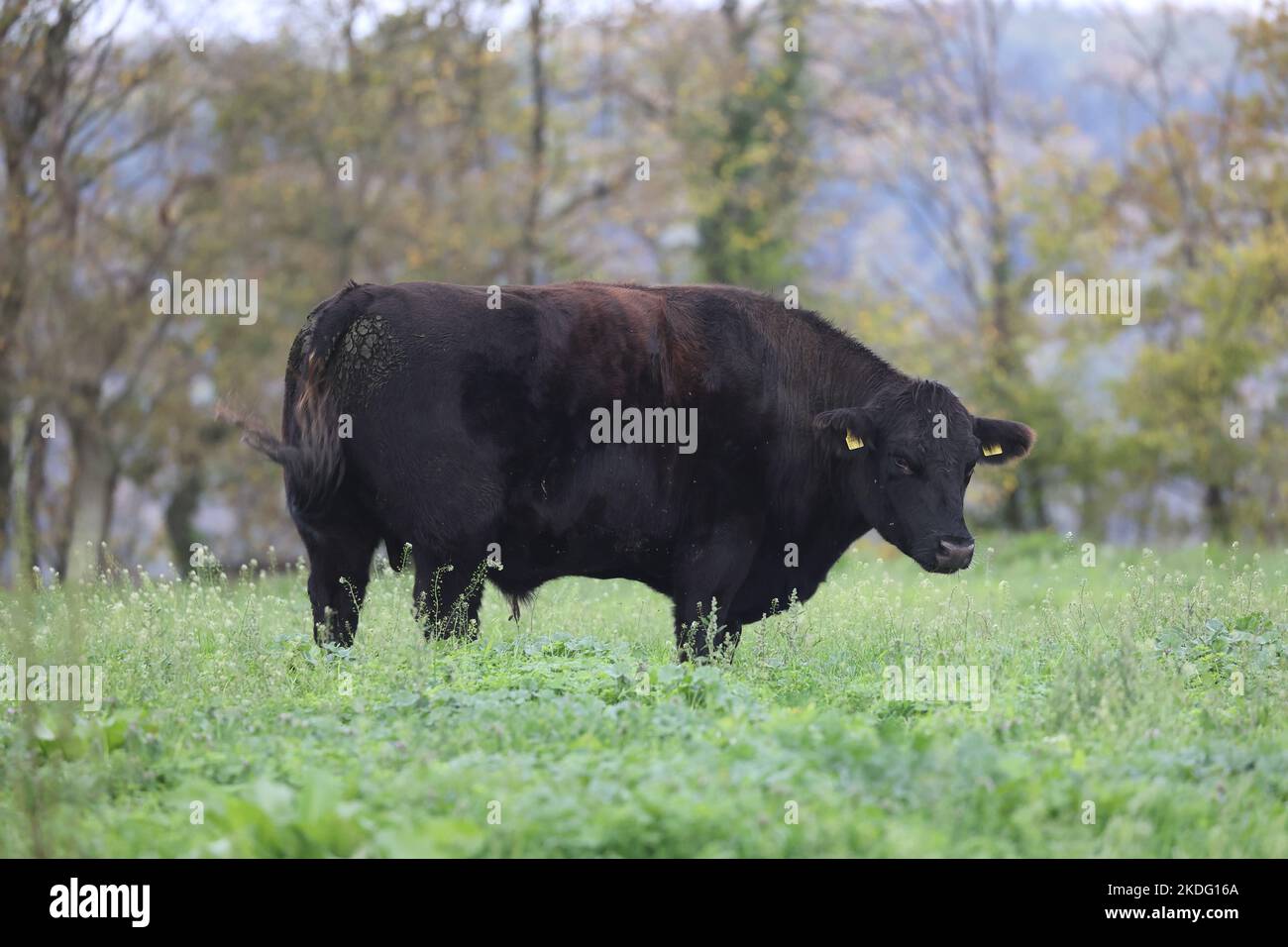 Large black angus herd hi-res stock photography and images - Alamy