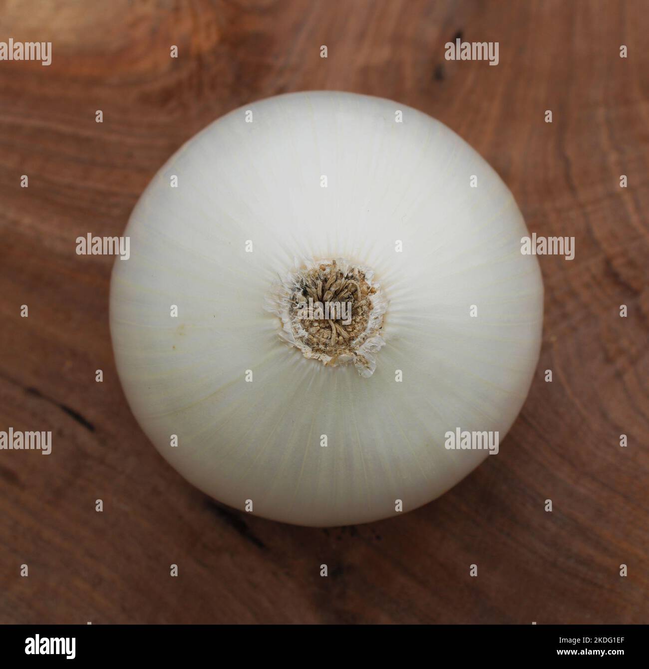 A Bottom View of a Large White Onion Stock Photo - Alamy