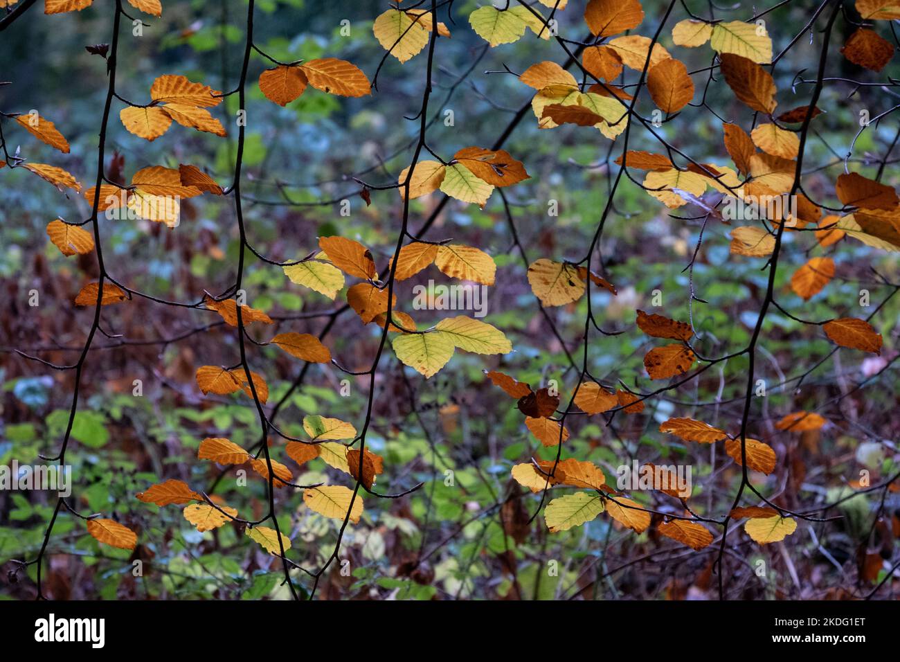 Autumn colours on Beech trees in an ancient woodland, Worcestershire ...