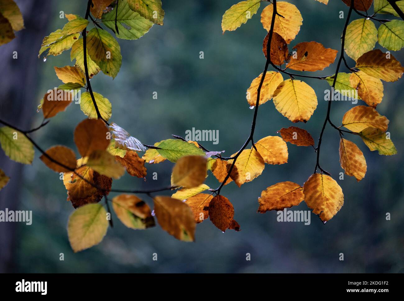 Autumn colours on Beech trees in an ancient woodland, Worcestershire ...