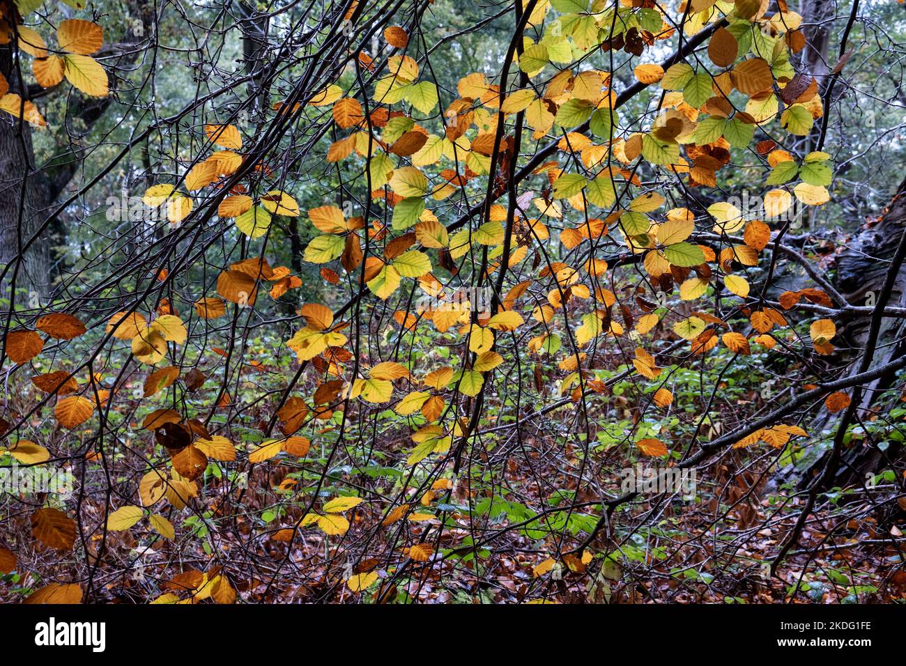 Autumn colours on Beech trees in an ancient woodland, Worcestershire ...