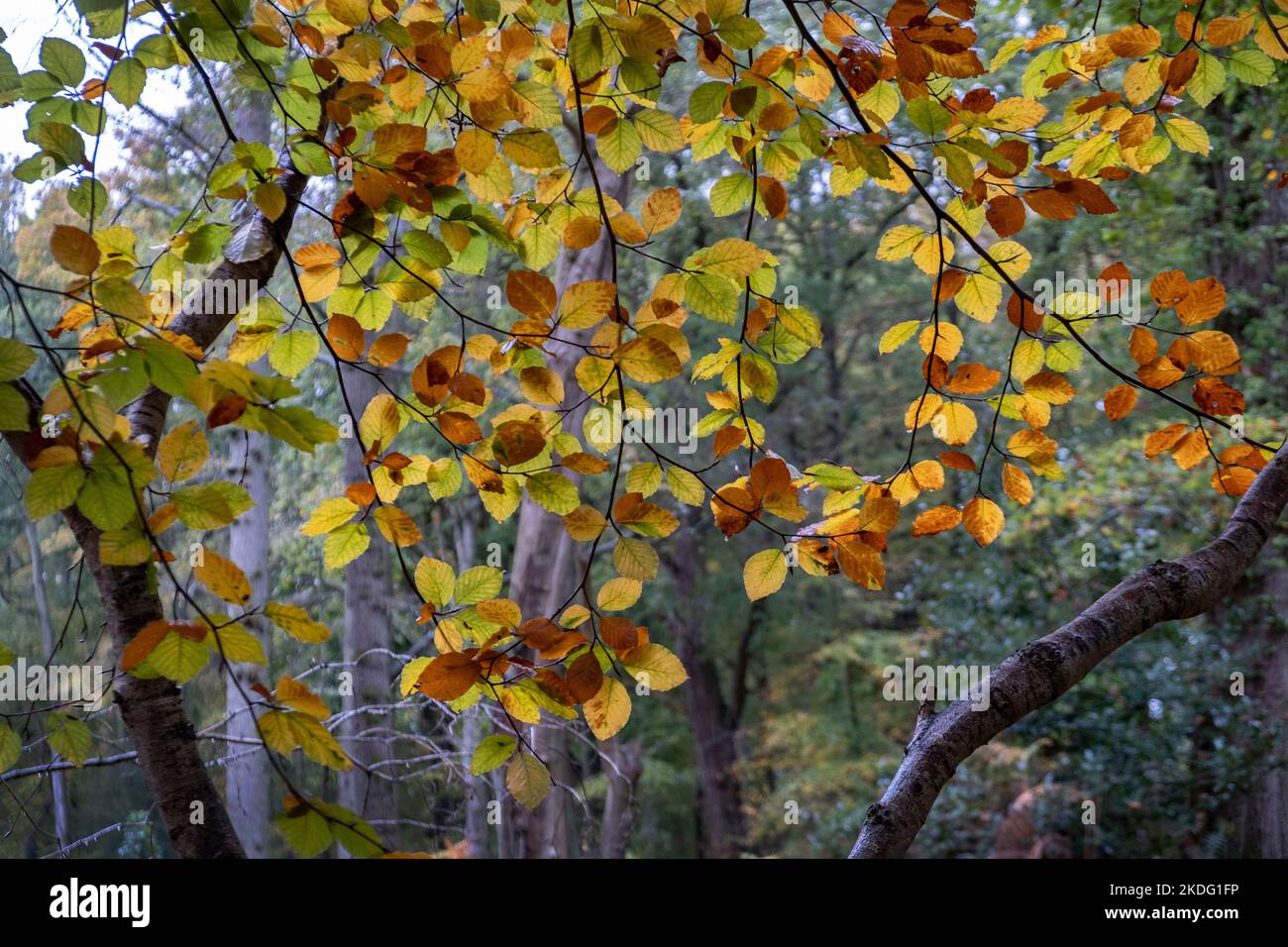 Autumn colours on Beech trees in an ancient woodland, Worcestershire ...