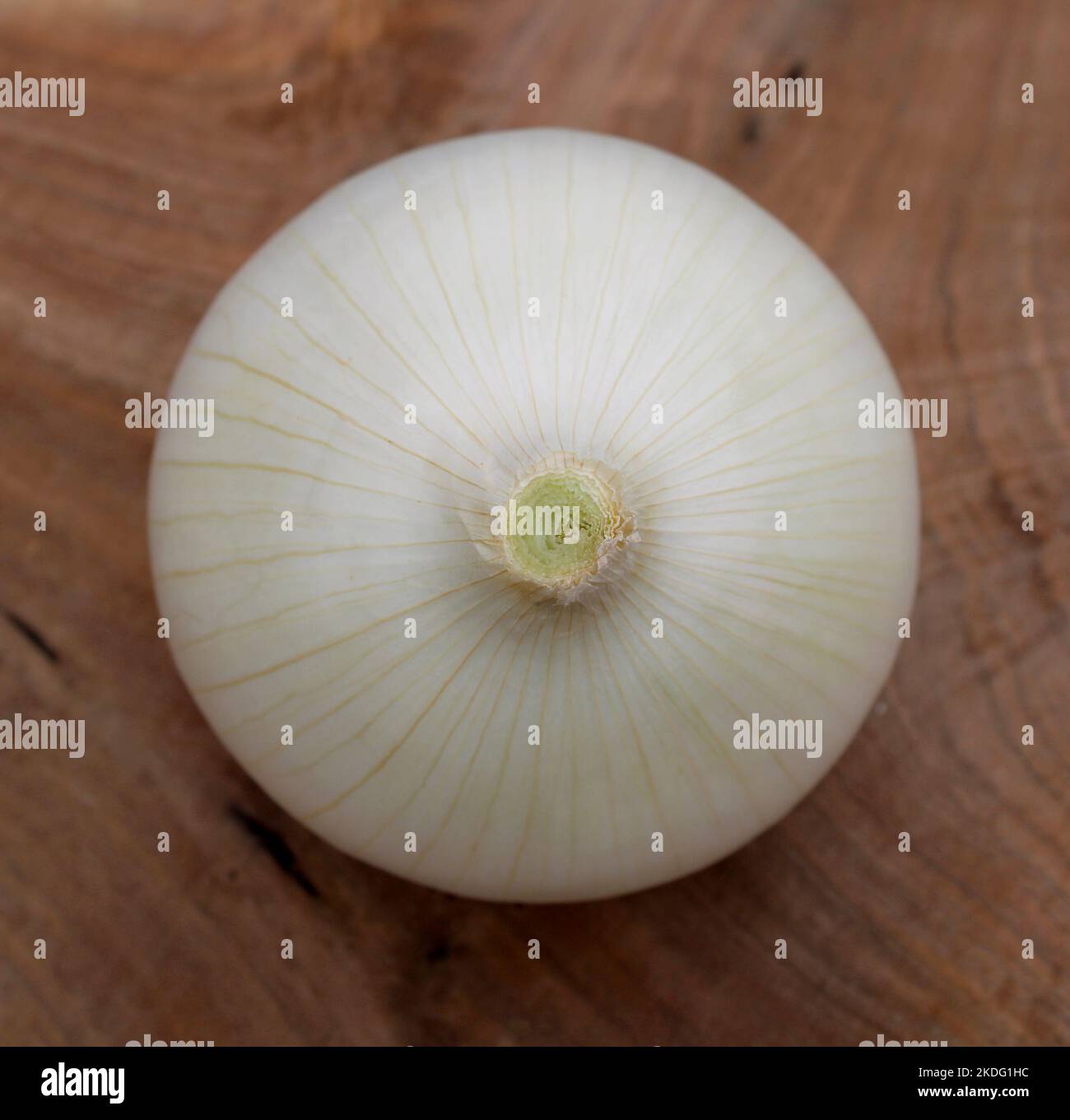 The Top View of a Large White Onion Stock Photo - Alamy