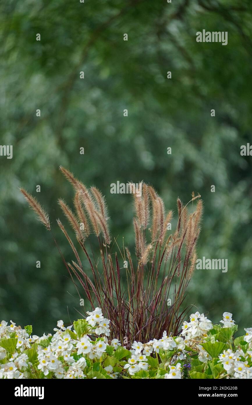 Stems with cereals and small white flowers closeup on a green blurred ...