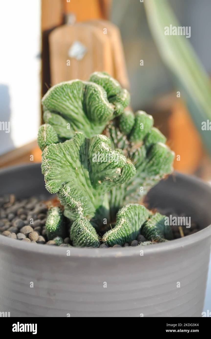 Euphorbia Lactea Cristata, Euphorbia neriifolia or Euphorbia lactea or ...