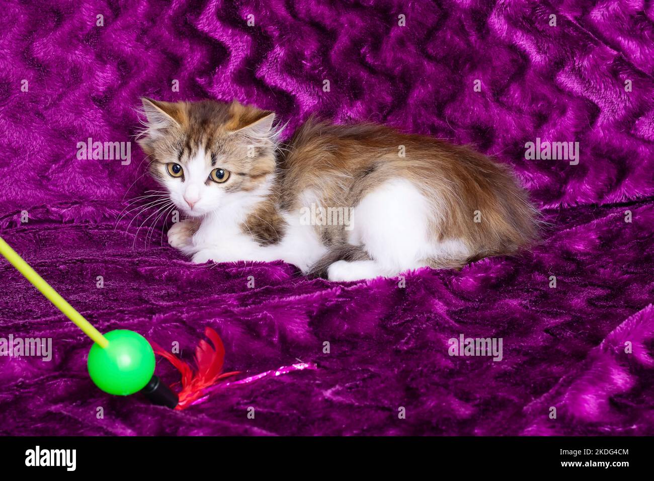 Kitten with a toy on a purple background close up Stock Photo - Alamy