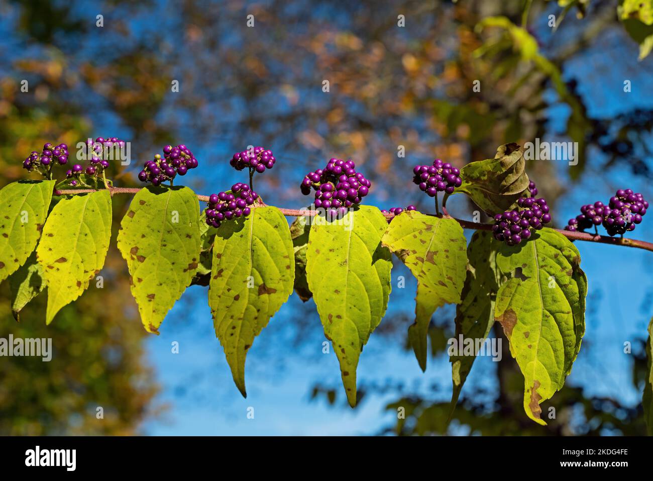 Callicarpa Americana berries on a branch. It is a genus of shrubs and ...