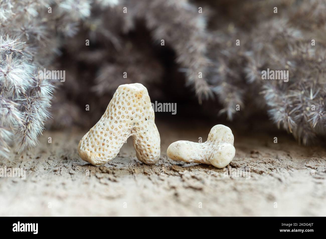 Polyp skeleton hi-res stock photography and images - Alamy