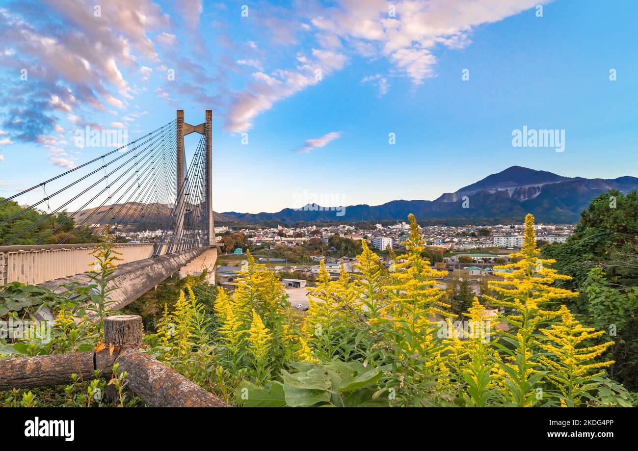 saitama, chichibu - october 2 2022: Autumn Ambrosia artemisiifolia ...