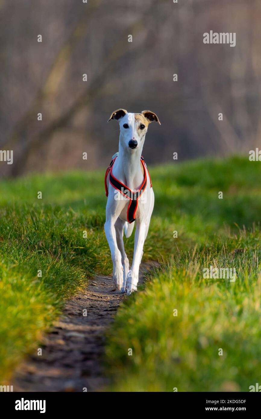 English greyhound dog hi-res stock photography and images - Alamy