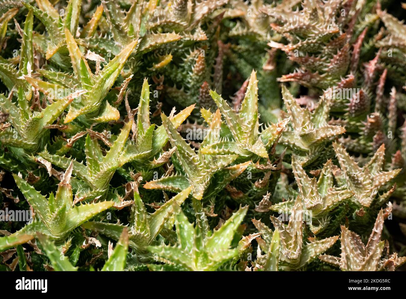 Aloe descoingsii hi-res stock photography and images - Alamy