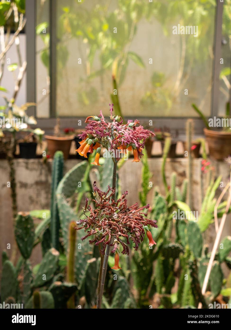 Plant Knows as Bryophyllum delagoense and Commonly Called Mother of ...