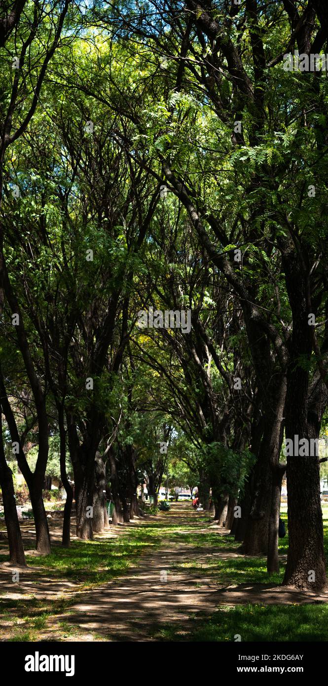 A Slightly Dry Path in the Middle of tall Trees on a Sunny Day Stock ...