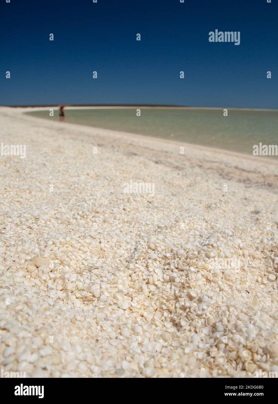 shell beach en sharkbay Stock Photo - Alamy