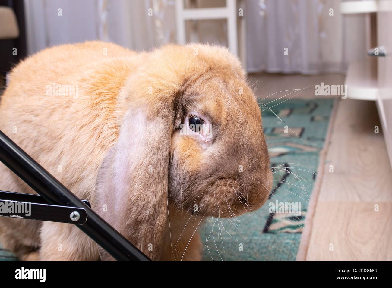 Cute red house rabbit in the room close up Stock Photo - Alamy