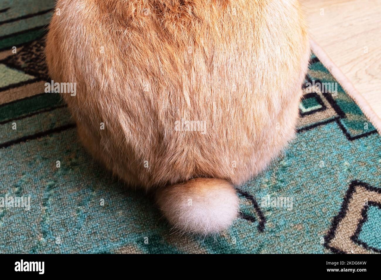 Rabbit rear view hi-res stock photography and images - Alamy