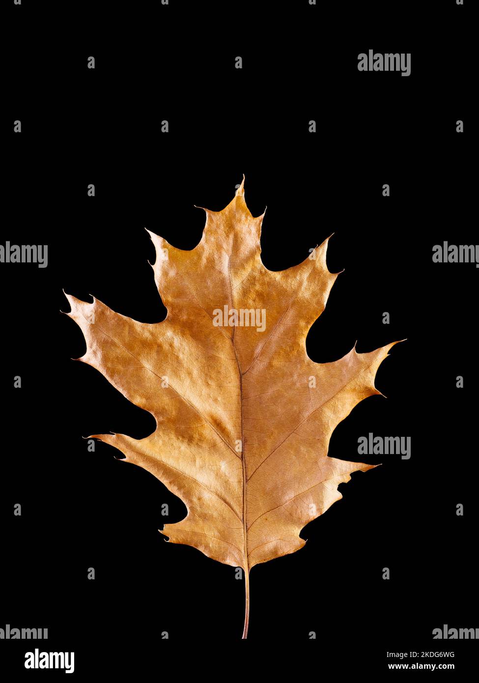Fallen dried oak leaf isolated on black background Stock Photo - Alamy