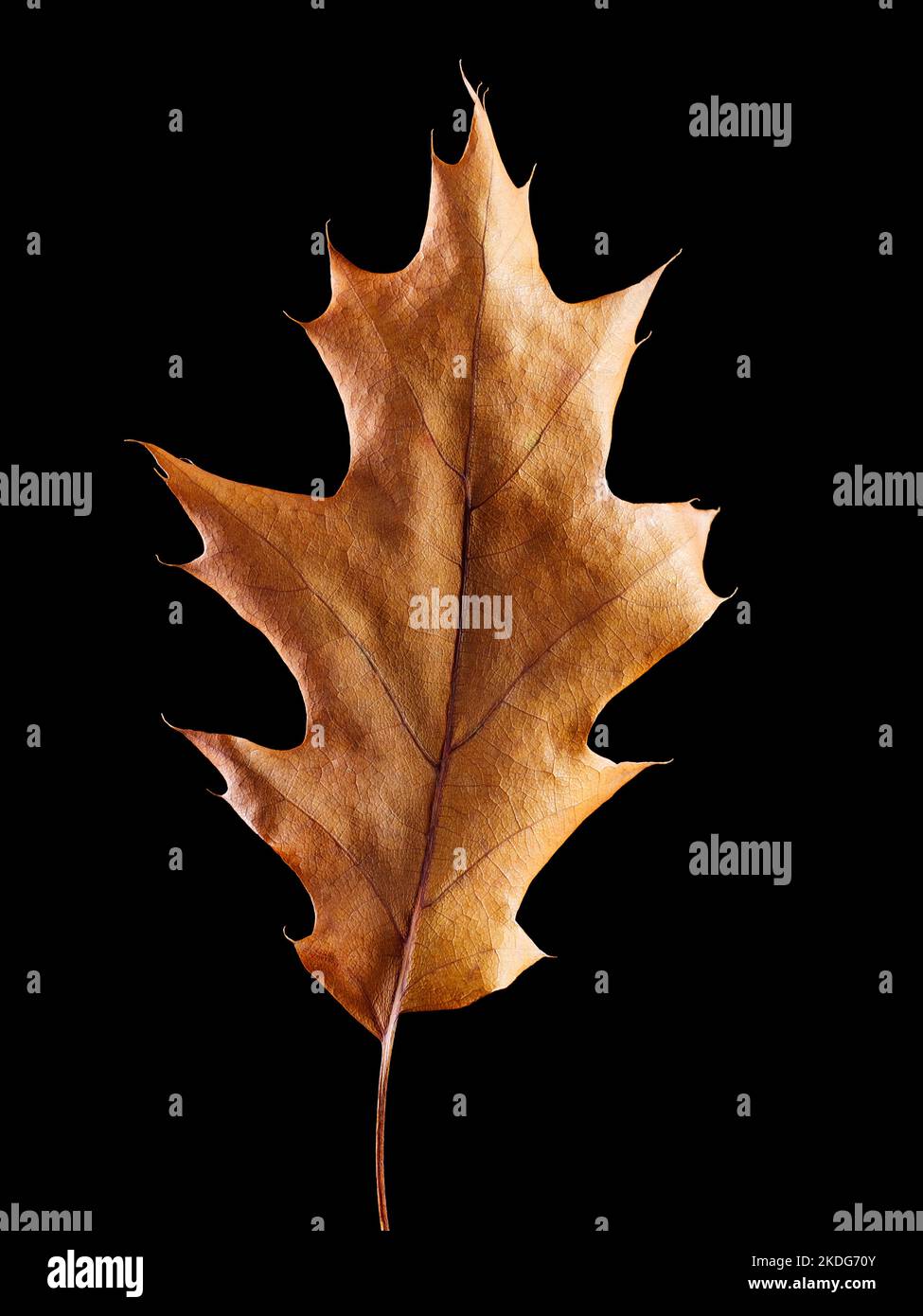 Fallen and dried oak tree leaf isolated on black background Stock Photo ...