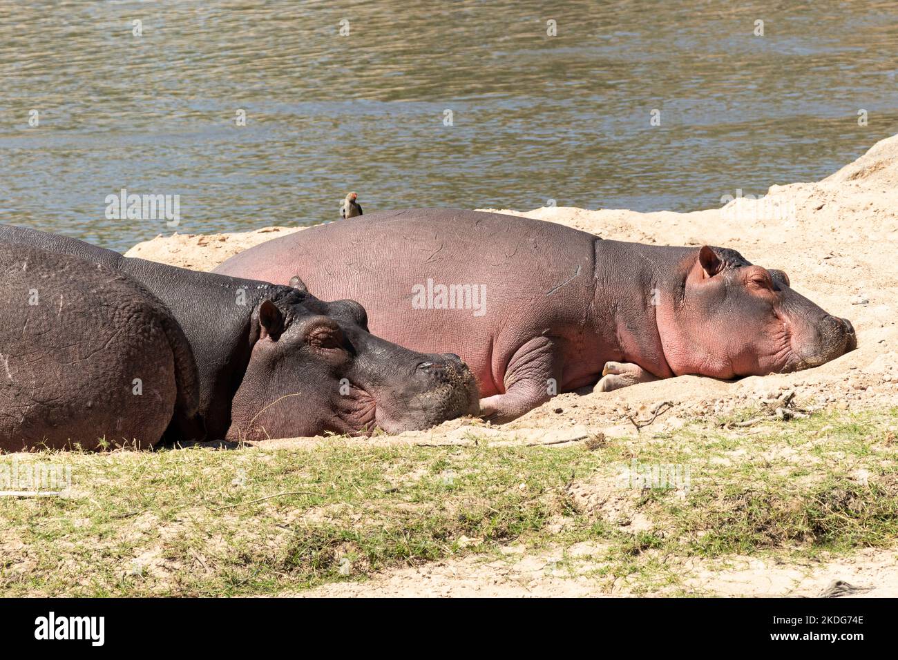 Hippos spend a lot of time basking in the sunshine when it is not too ...