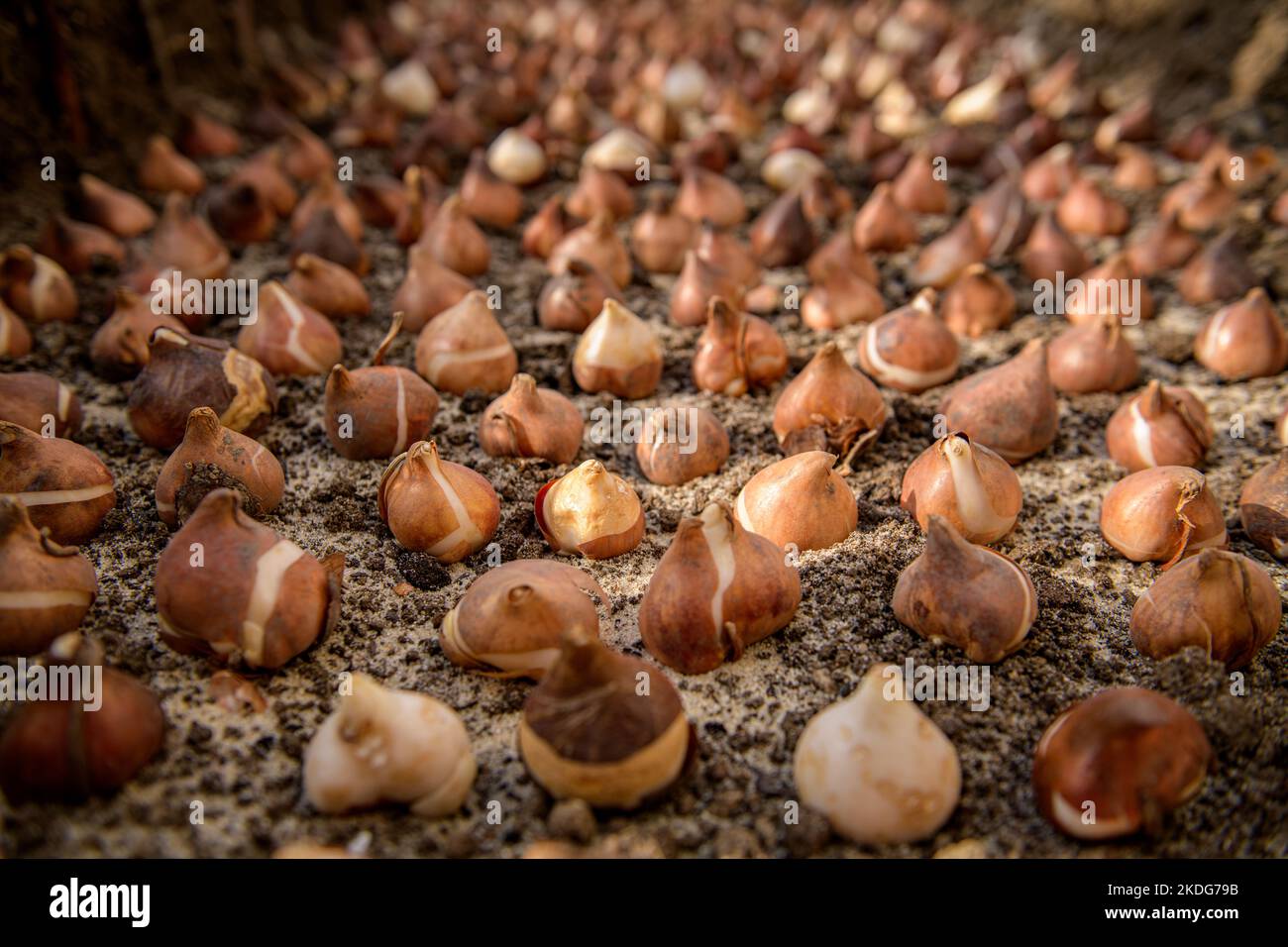Dozens of tulip bulbs planted in sandy, well draining soil. Planting ...