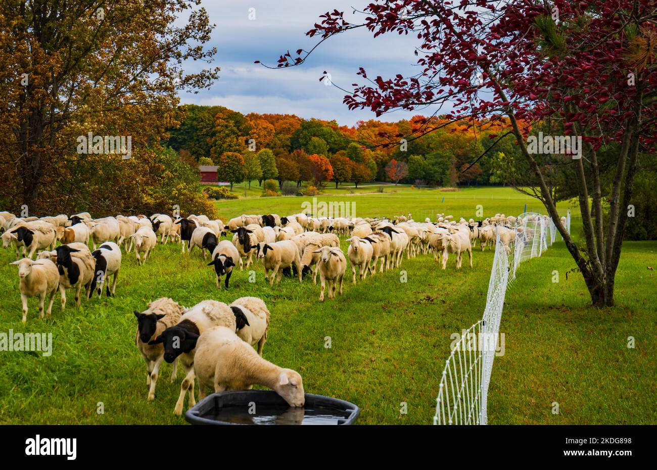 herd of sheep moving forward on a farm Stock Photo - Alamy