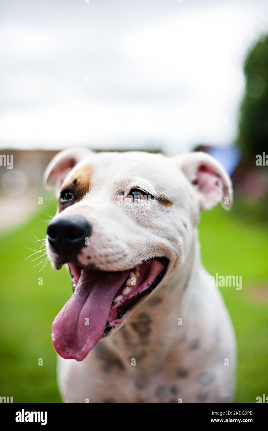 Staffordshire bull terrier teeth hi-res stock photography and images ...