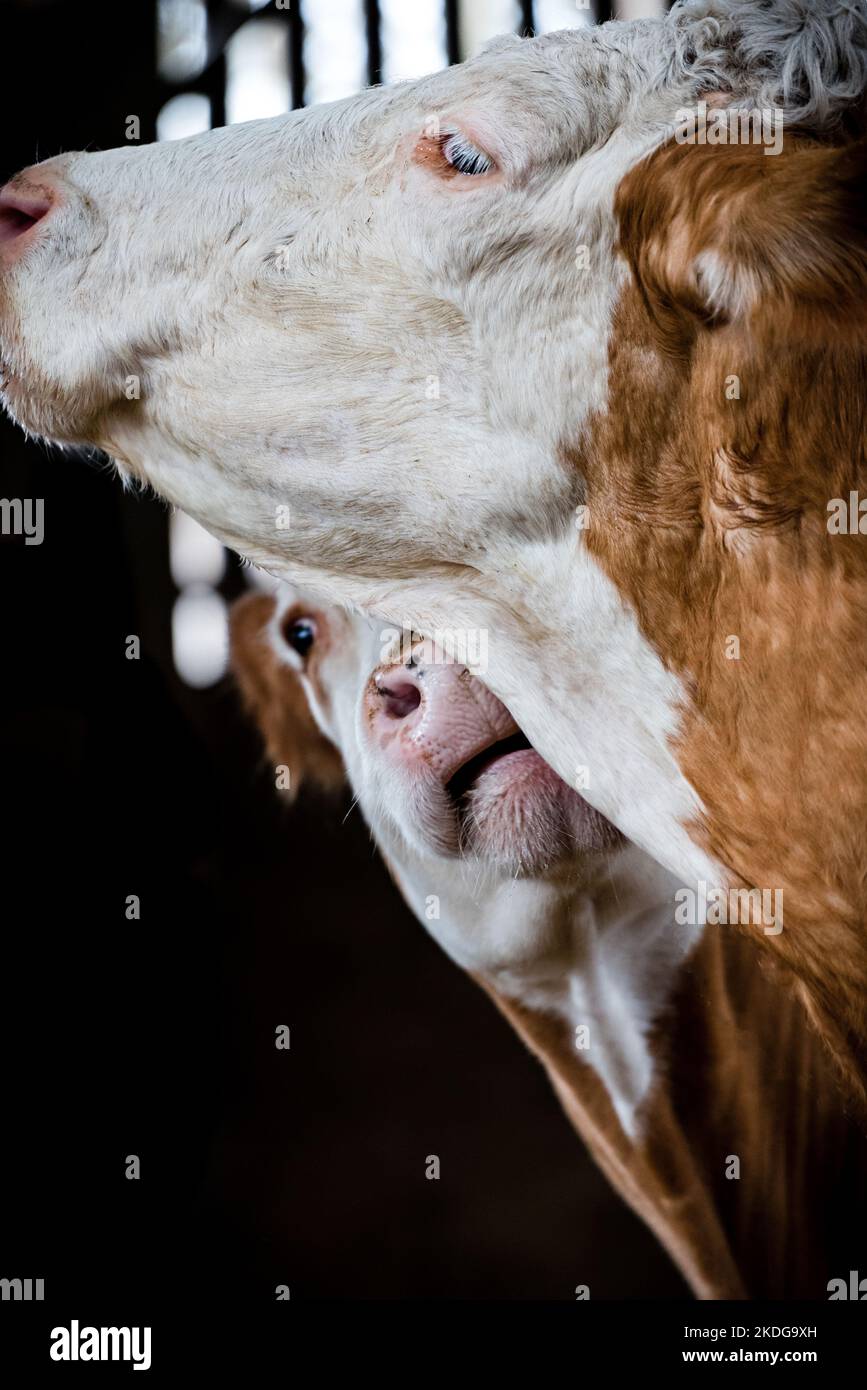 Cows preening each other brown and white cows in a cow shed licking ...