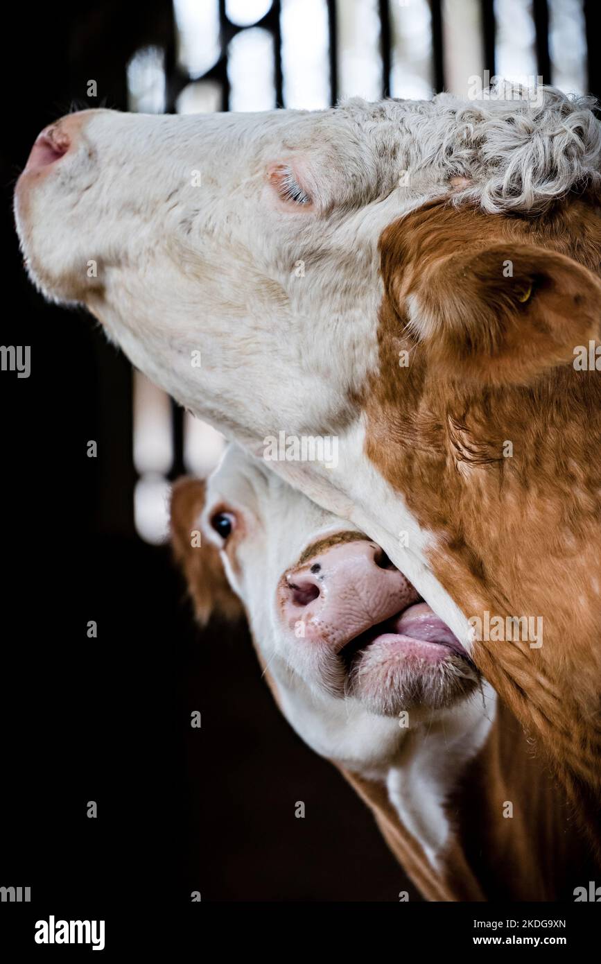 Cows preening each other brown and white cows in a cow shed licking ...