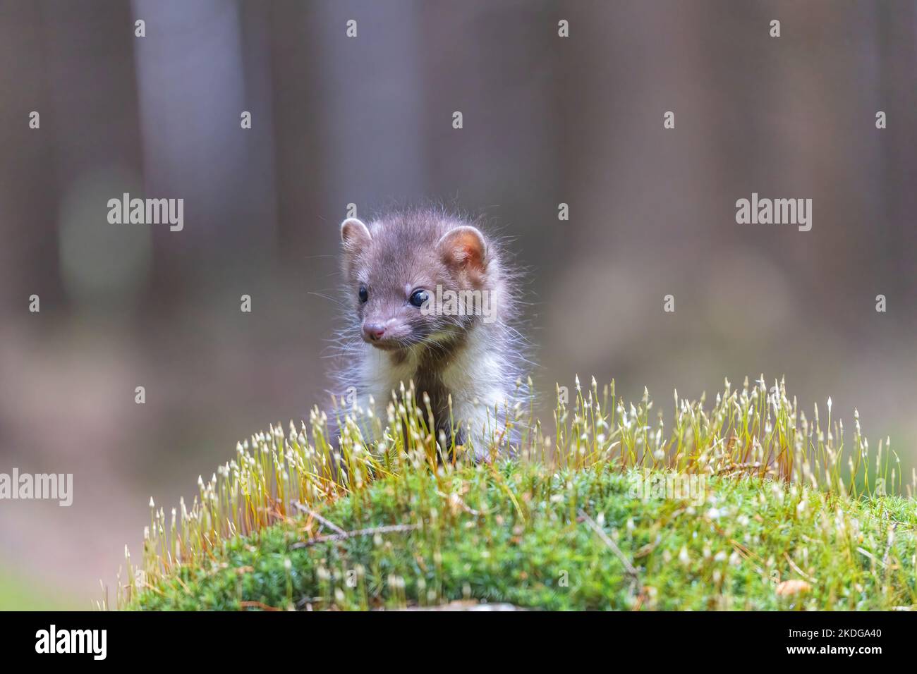 Adorable young marten posing outdoors. Horizontally Stock Photo - Alamy