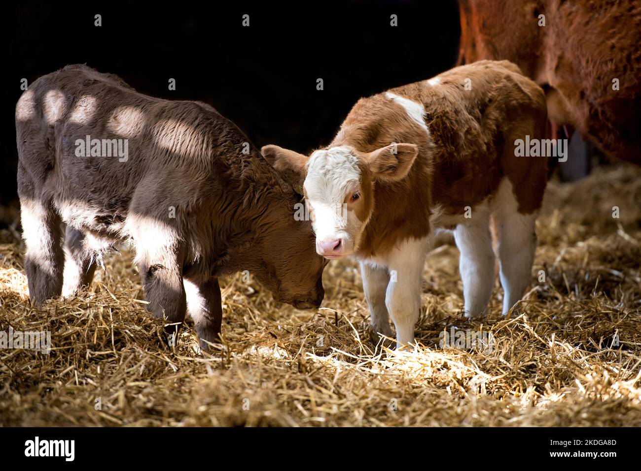 Cow calf brown in a barn, Norfolk, UK Stock Photo - Alamy