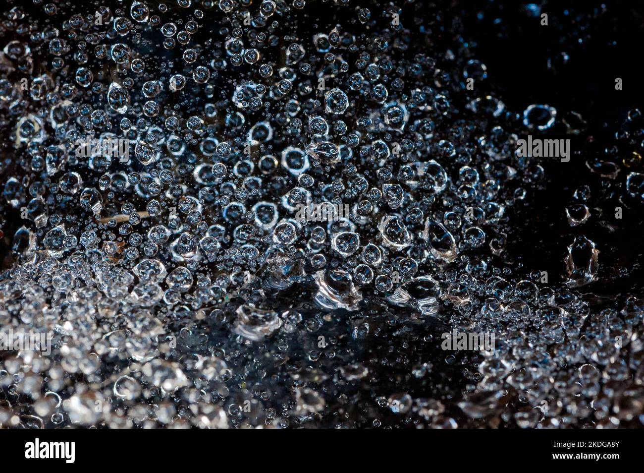 Morning dew settles on a spiders web to create a jewel like diamond ...