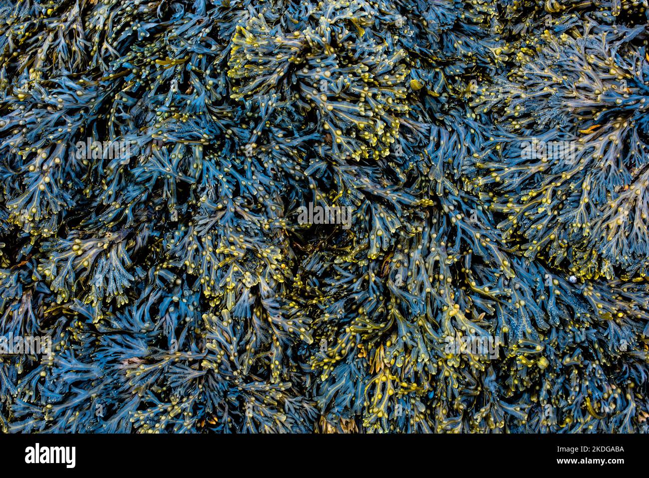 Spiral wrack seaweed background texture Fucus spiralis Stock Photo - Alamy