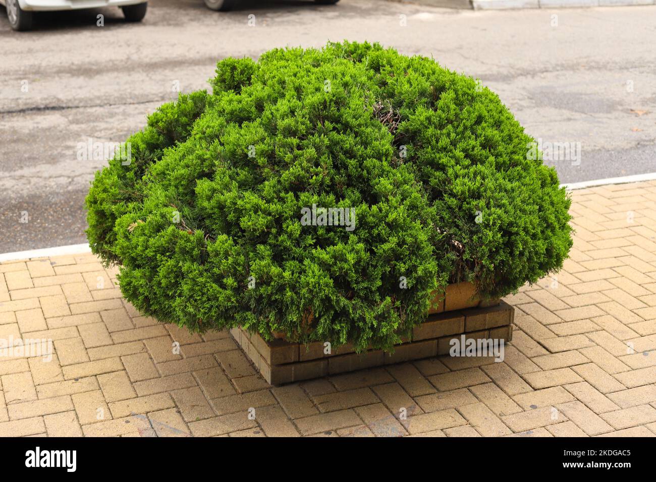Thuja bushes and yellow tiles. Drop form of thuja dwarf, arborvitae ...