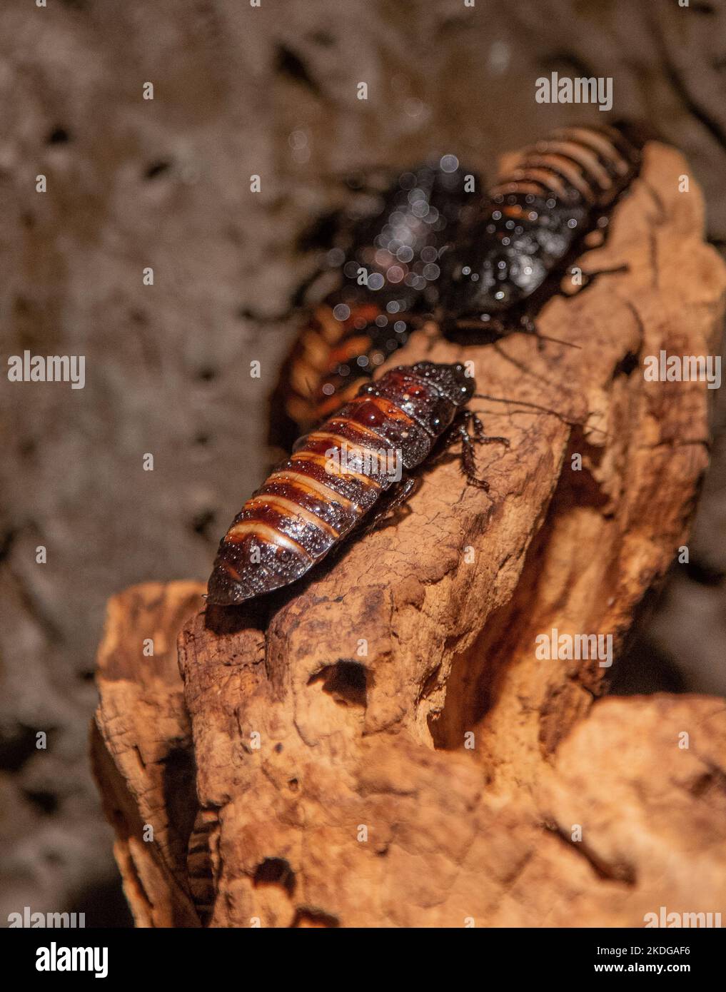 A group of cockroaches. Domestic cockroach. Family of insects. Harmful ...