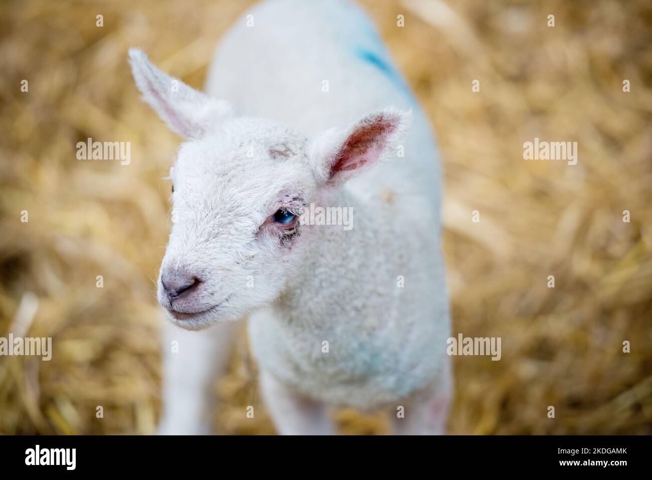 Portrait of a lamb standing in the spring sunshine looking across the ...