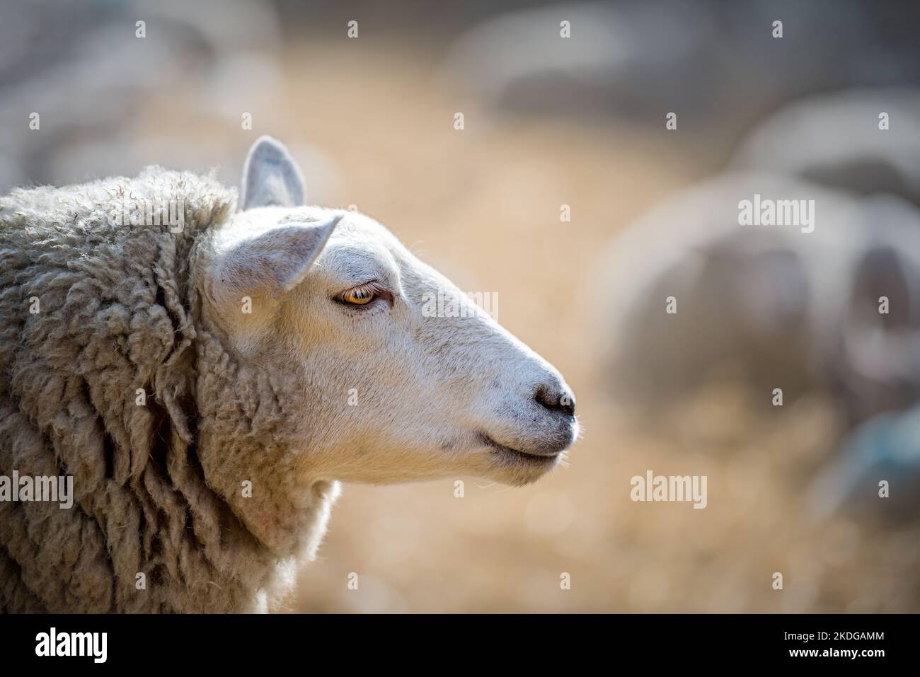 Domestic sheep side profile hi-res stock photography and images - Alamy