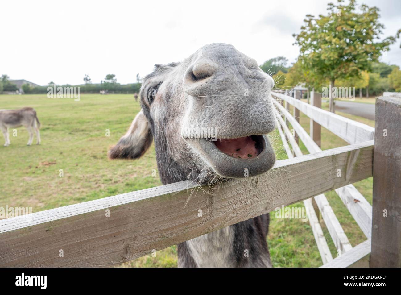 cute grey donkey pulling a face and smiling Stock Photo - Alamy