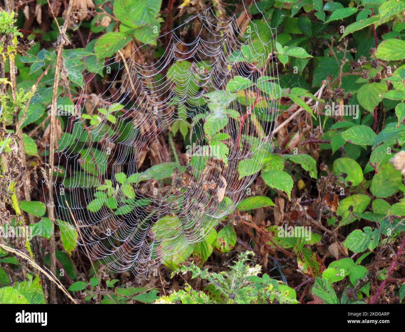 Extruded from spider spinnerets hi-res stock photography and images - Alamy