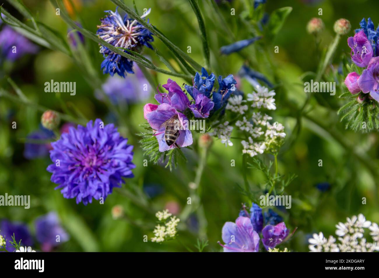 bumblebee collecting nectar from pretty blue and pink flowers of Viper ...